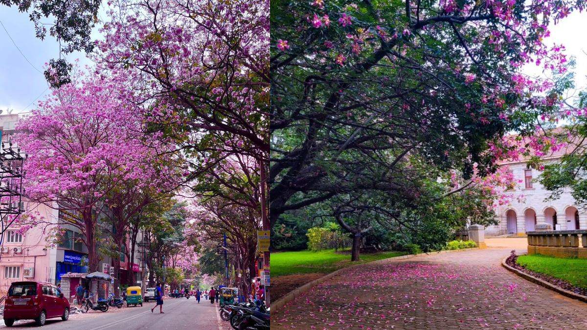 Bengaluru Turns Pink Again With Cherry Blossoms-Like Flowers, See ...