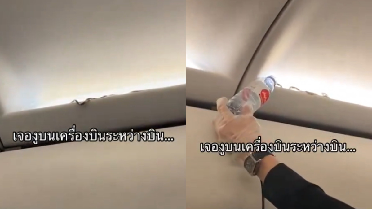Bangkok Snake Viral Video: Live Snake Found In AirAsia Flight ...