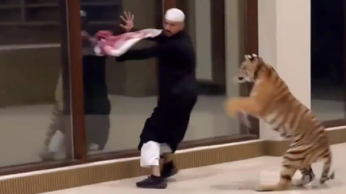 Viral Video Shows Pet Tiger Chasing Man In Lavish Dubai Home - Oneindia ...