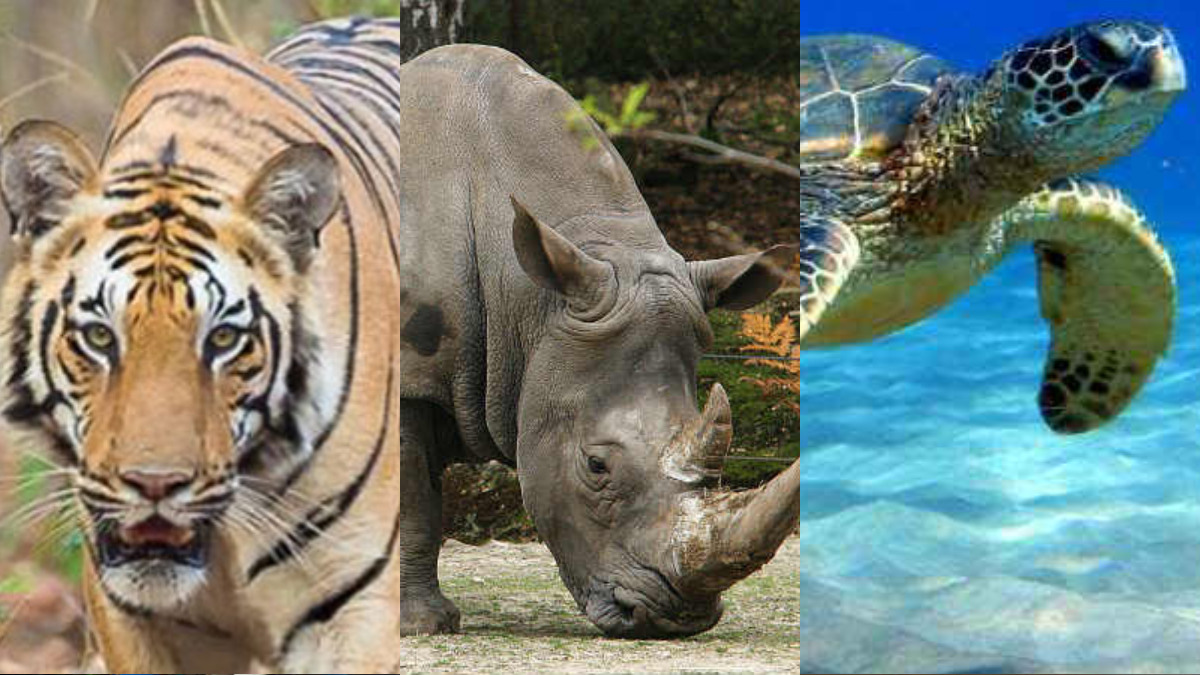 From 'Gendu' To 'Baghu': Bengal's Animals Encouraging People To Vote ...