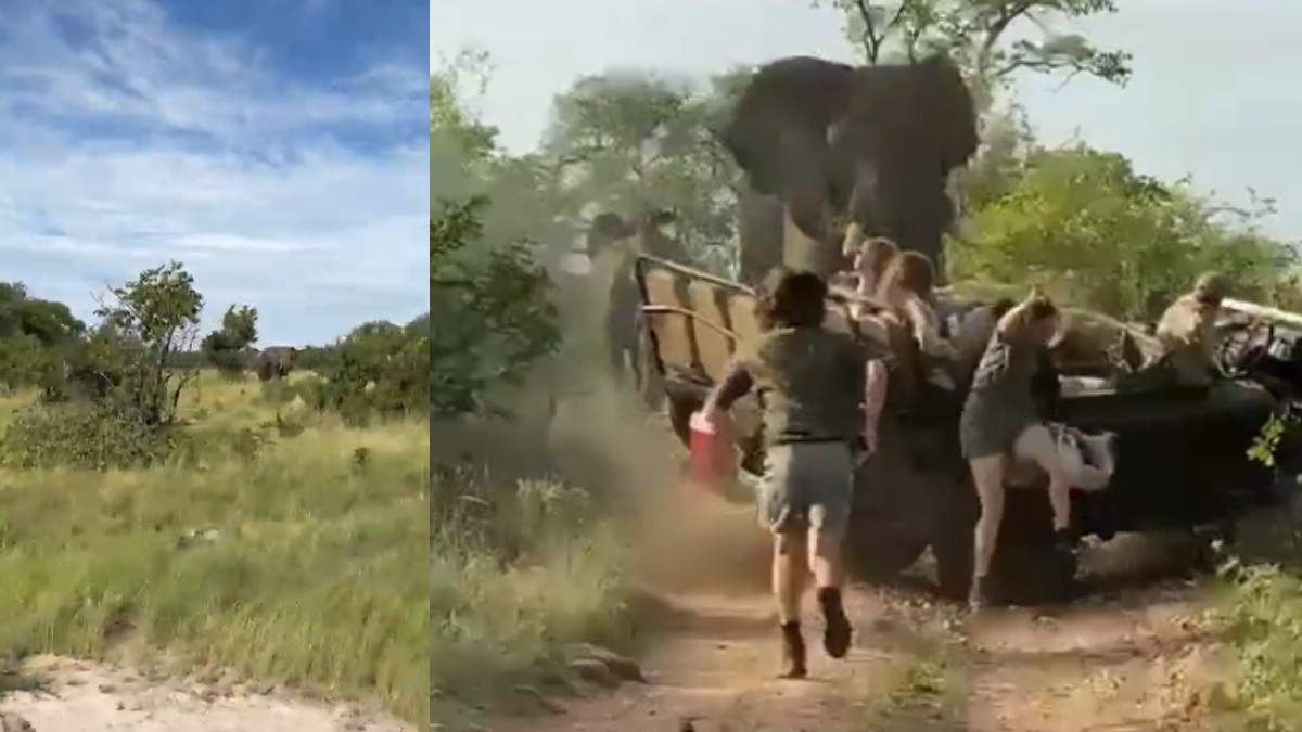 VIRAL Video : Tragic Elephant Attack Kills Tourist On African Safari ...