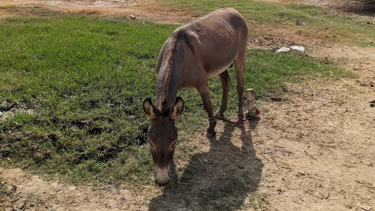 Pakistan's Donkey Population Reaches 5.9 Million In FY 2023-24 ...