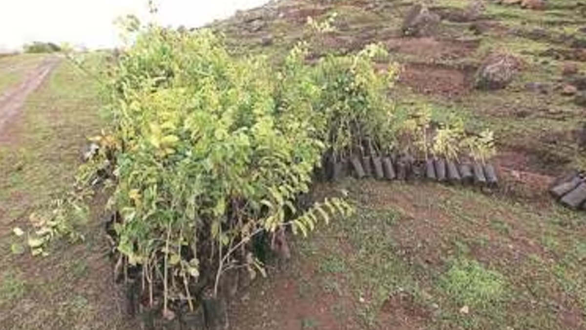 Haryana Introduces Forest Mitra Scheme to Boost Tree Plantation ...