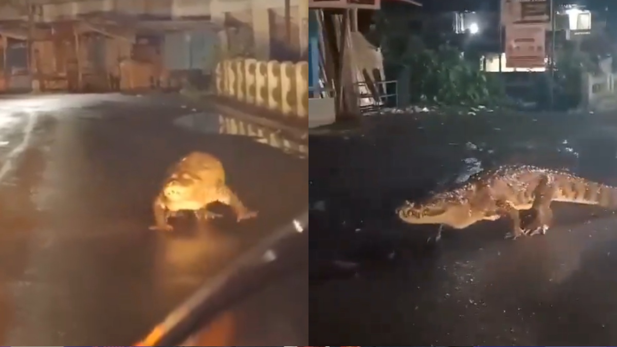 WATCH | Huge Crocodile Seen Strolling On Road In Maharashtra's ...