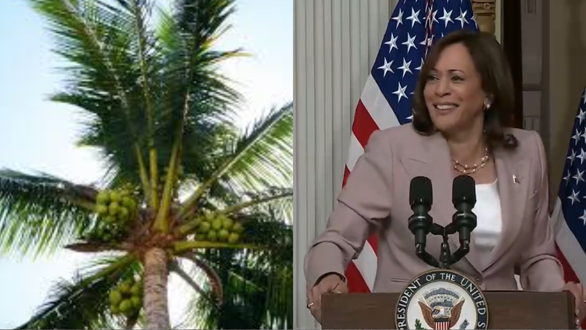 Kamala Harris' Coconut Tree Meme Goes Viral Again: What’s Behind The ...