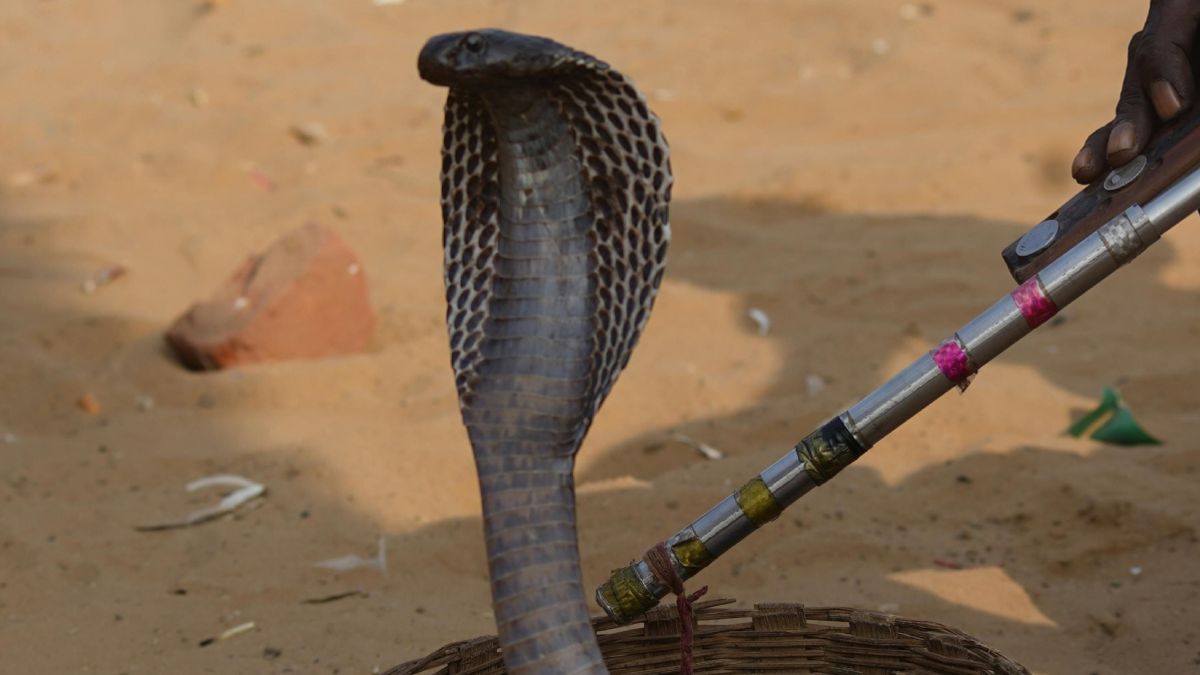 Bizarre: Man In Uttar Pradesh Gets Bitten By Snake Every Saturday; 7 ...