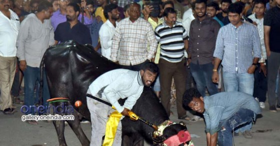 2019 Sadar Festival In Hyderabad Photos: HD Images, Pictures, News Pics ...