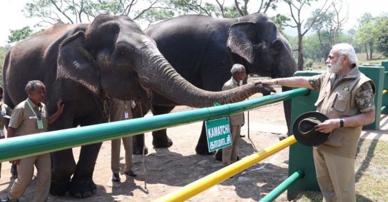 ತಮಿಳುನಾಡು: ಮುದುಮಲೈ ಹುಲಿ ಸಂರಕ್ಷಿತ ಪ್ರದೇಶದಲ್ಲಿ ಆನೆಗಳಿಗೆ ಆಹಾರ ನೀಡಿದ ...