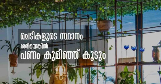 Vastu Tips: If the placement of the plants is right, the money will ...