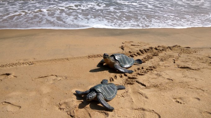 Puducherry Wildlife Sculptures Photos: HD Images, Pictures, News Pics ...