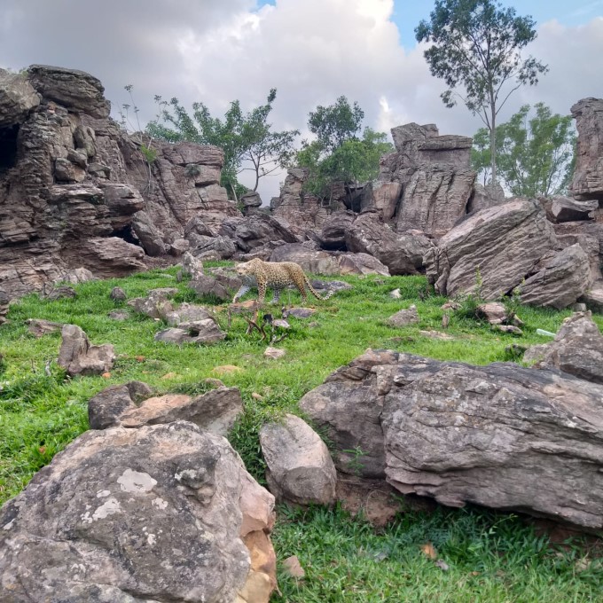 Puducherry Wildlife Sculptures Photos: HD Images, Pictures, News Pics ...