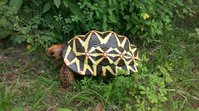 Puducherry Wildlife Sculptures Photos: HD Images, Pictures, News Pics ...