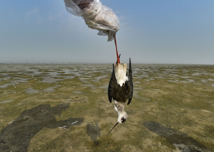 Thousands Of Migratory Birds Found Dead In Rajasthan's Sambhar Lake ...