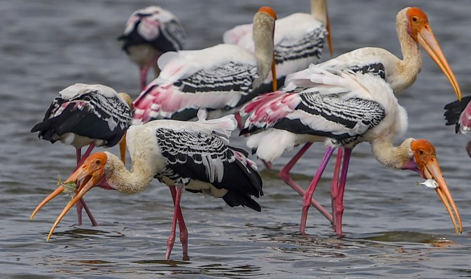 పులికాట్ సరస్సులో విదేశీ పక్షులు: ఫోటోలు | Painted Stork Birds At ...