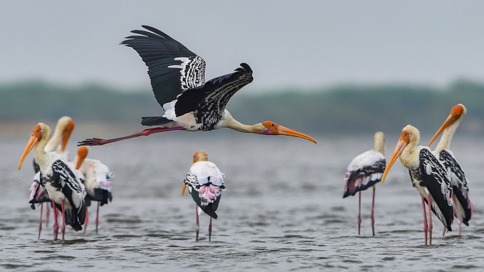 పులికాట్ సరస్సులో విదేశీ పక్షులు: ఫోటోలు | Painted Stork Birds At ...