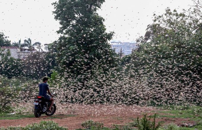 Locusts Attack In India Photos: HD Images, Pictures, News Pics ...