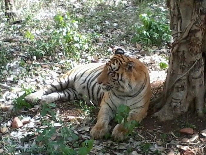 Shimoga Zoo And Safari In Tyavarekoppa Reopened Photos: HD Images ...