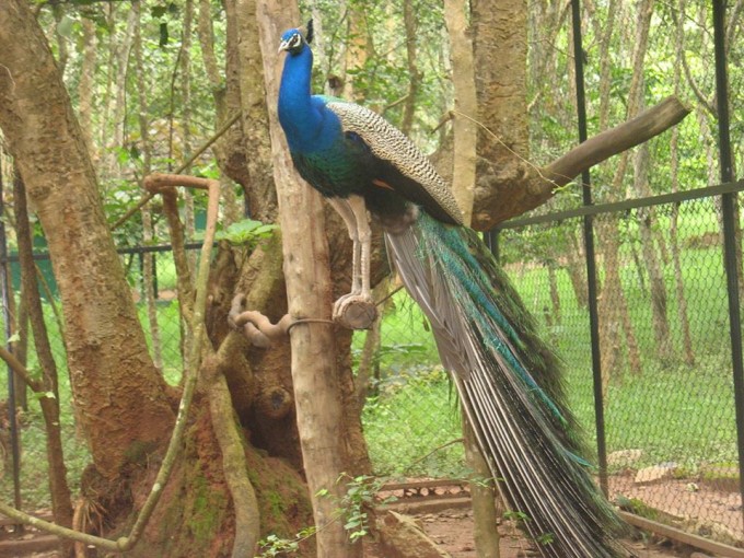 Shimoga Zoo And Safari In Tyavarekoppa Reopened Photos: HD Images ...