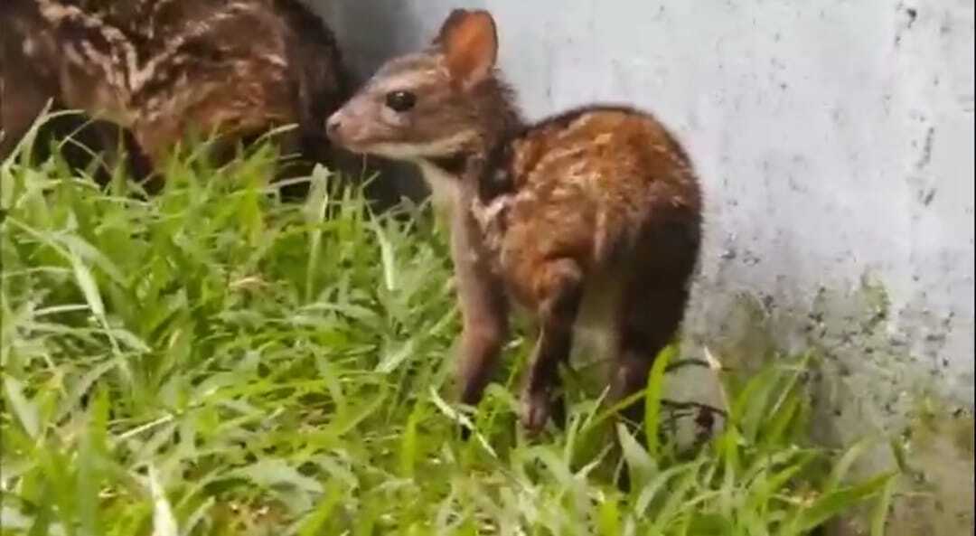 "மானம்மா" நீங்க அம்மாவாயிட்டீங்க.. வண்டலூரிலிருந்து ஹேப்பி நியூஸ் ...