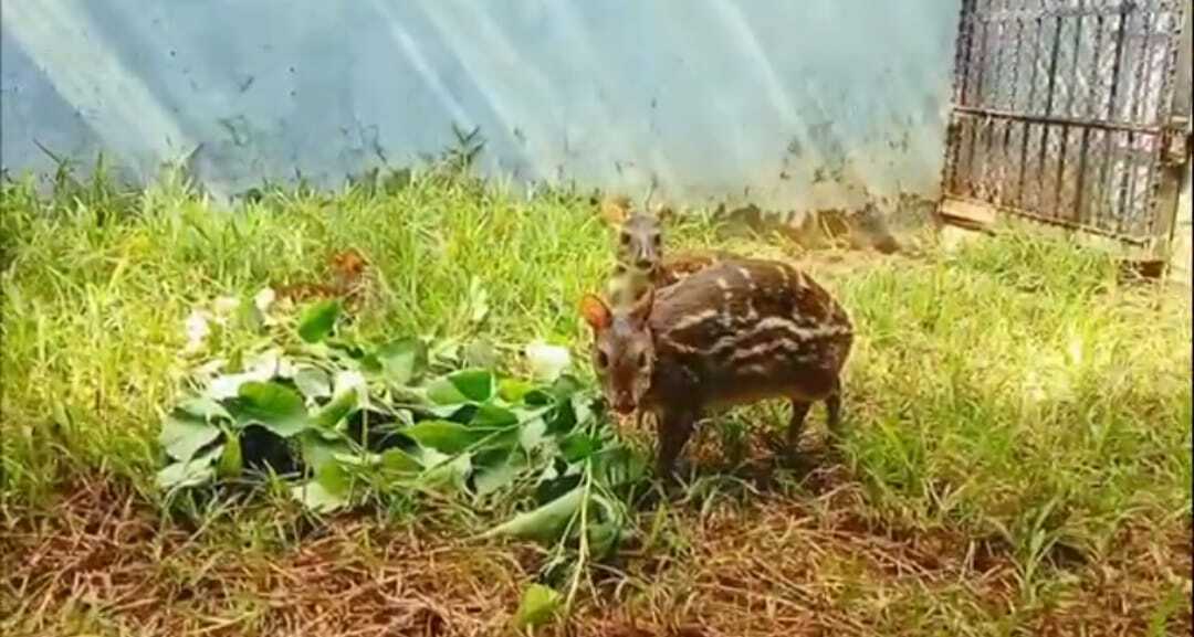 "மானம்மா" நீங்க அம்மாவாயிட்டீங்க.. வண்டலூரிலிருந்து ஹேப்பி நியூஸ் ...