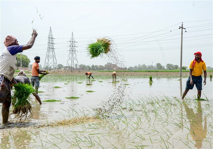 Workers Plant Paddy Saplings In A Field In Amritsar Photos: HD Images ...