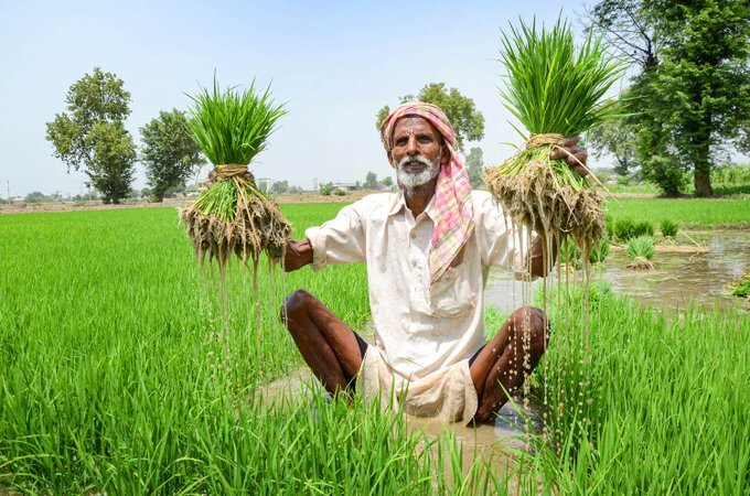 Workers Plant Paddy Saplings In A Field In Amritsar Photos: HD Images ...