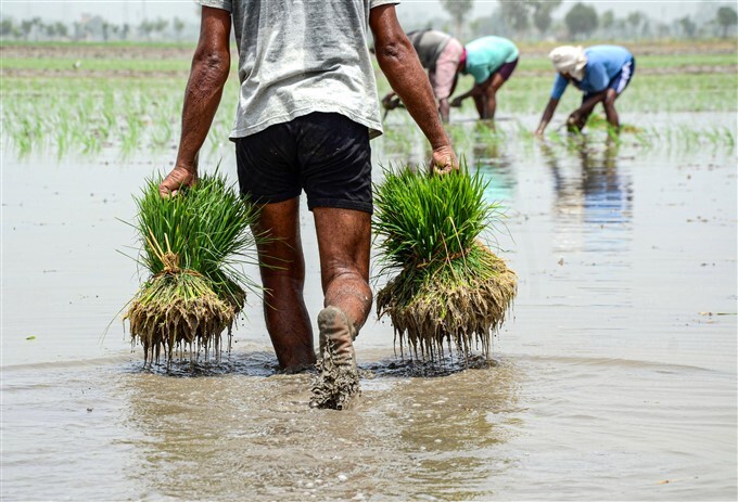 Workers Plant Paddy Saplings In A Field In Amritsar Photos: HD Images ...