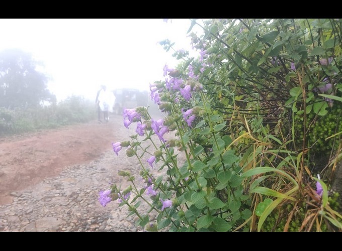Rare Kurinji Flower Blossoms After 12 Years In Hillocks Photos: HD ...