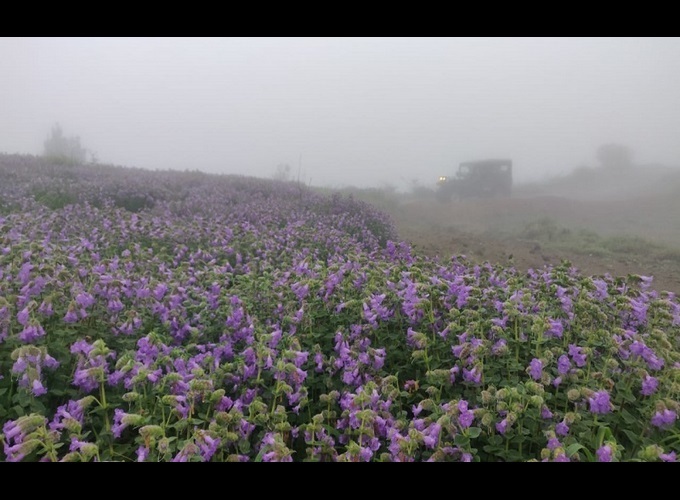 Rare Kurinji Flower Blossoms After 12 Years In Hillocks Photos: HD ...