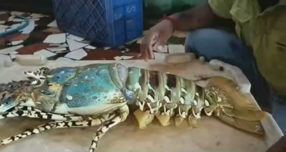 PHOTOS : 1 கிலோ இவ்வளவு ரூபாயா! ப்பா காஸ்ட்லி இறால் போல.. அதிர்ஷ்டத்தை ...