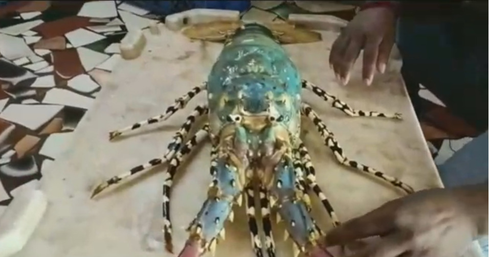 PHOTOS : 1 கிலோ இவ்வளவு ரூபாயா! ப்பா காஸ்ட்லி இறால் போல.. அதிர்ஷ்டத்தை ...