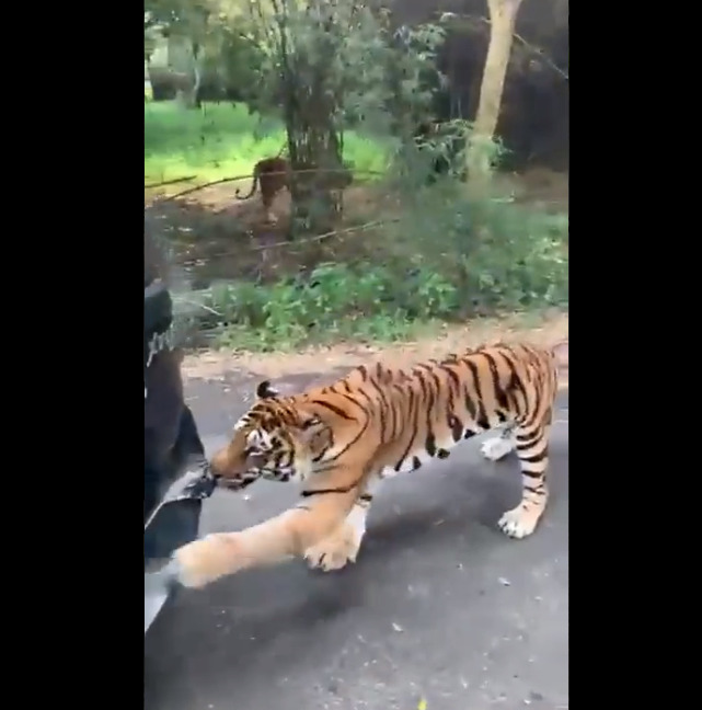Anand Mahindra shares the video of tiger goes viral on internet ...
