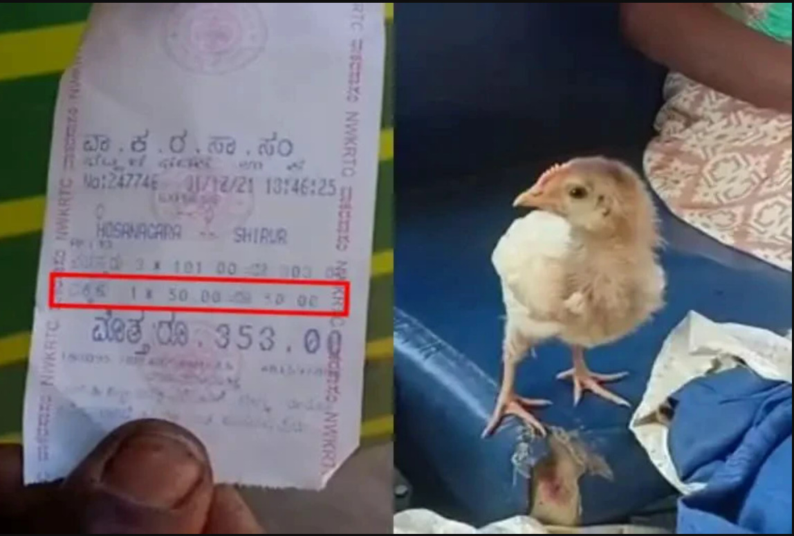 PHOTOS : பேருந்தில் கோழிக்குஞ்சுக்கு அரை டிக்கெட்டா... நடத்துனரின் பகல் ...
