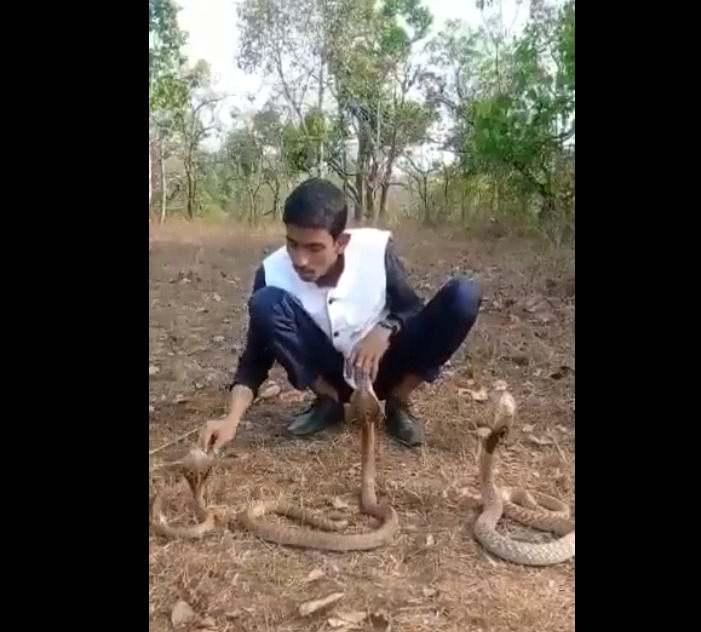 PHOTOS : பாம்பிடம் சேட்டை செய்த இளைஞர்.. செம டென்ஷனான ராஜநாகம் ...