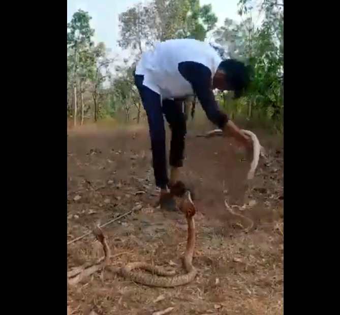 PHOTOS : பாம்பிடம் சேட்டை செய்த இளைஞர்.. செம டென்ஷனான ராஜநாகம் ...