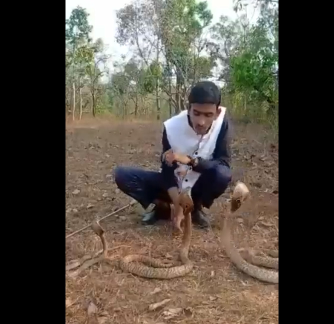 PHOTOS : பாம்பிடம் சேட்டை செய்த இளைஞர்.. செம டென்ஷனான ராஜநாகம் ...