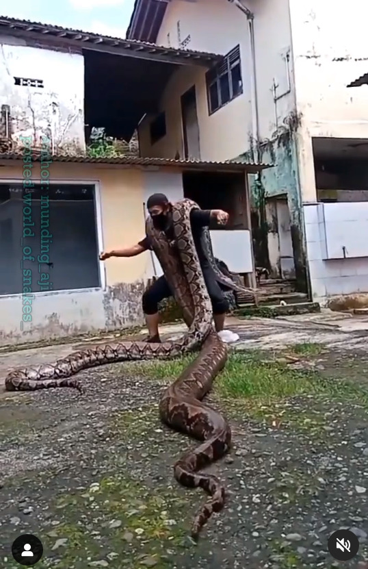 PHOTOS : எம்மாடியோ.. என்ன டான்ஸ் இது? மலைப்பாம்புகளுடன் குத்தாட்டம் ...