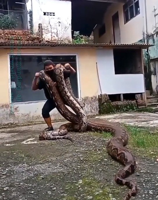 PHOTOS : எம்மாடியோ.. என்ன டான்ஸ் இது? மலைப்பாம்புகளுடன் குத்தாட்டம் ...