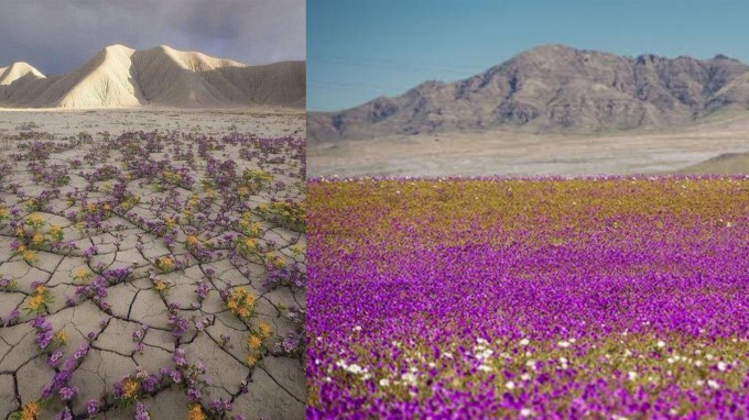 Atacama Desert Experiences Rare Flower Bloom Photos: HD Images ...