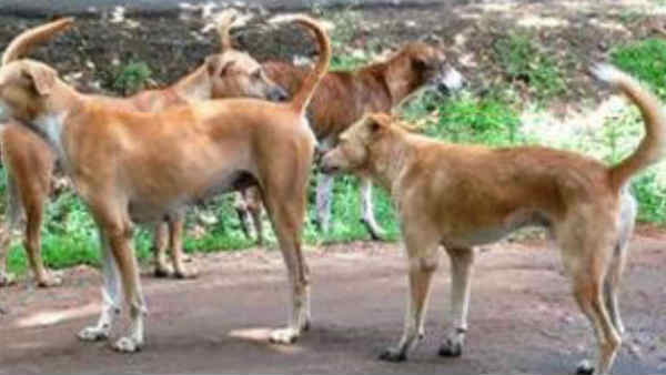 What are the symptoms of a dog with rabies? Things to know ...