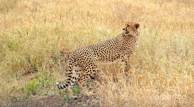 Types Of Cheetah Across The World Photos: HD Images, Pictures, News ...