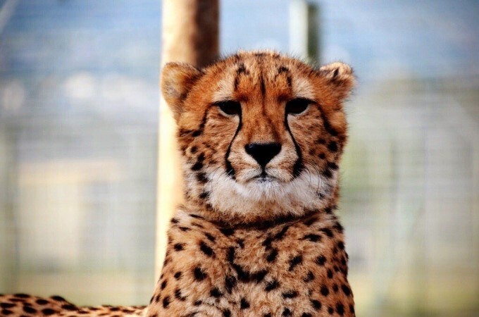 Types Of Cheetah Across The World Photos: HD Images, Pictures, News ...