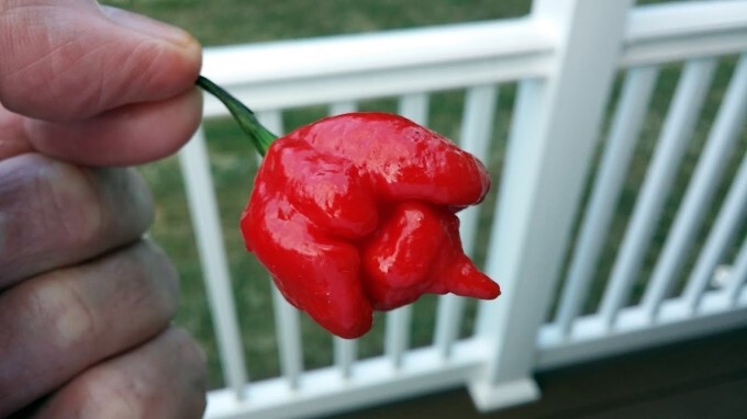 Top 5 Most Spicy Chili Peppers In The World Photos: HD Images, Pictures ...