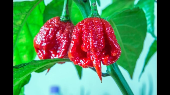 Top 5 Most Spicy Chili Peppers In The World Photos: HD Images, Pictures ...