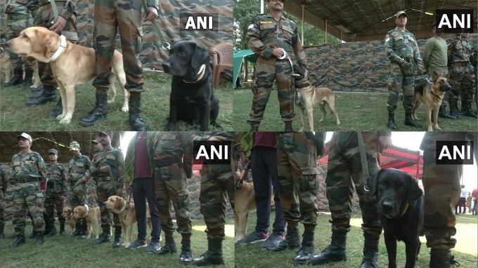 29 Army Dog Unit Remembers Indian Army Dog 'Zoom'. Photos: HD Images ...