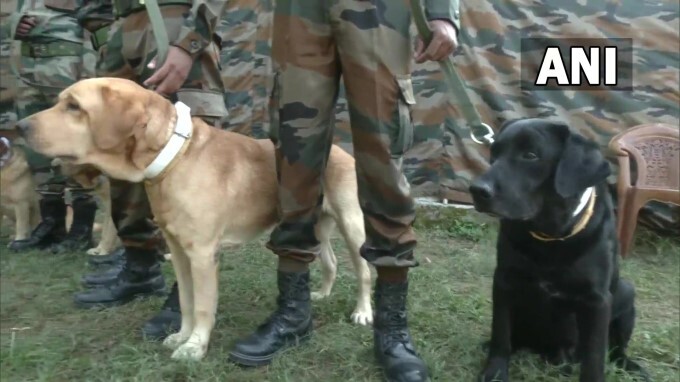 29 Army Dog Unit Remembers Indian Army Dog 'Zoom'. Photos: HD Images ...