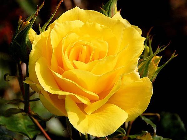 Vastu Tips: many benefits of rose flowers if they are placed in right ...