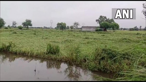 Waterlogging Cause Damage To Crops In Agricultural Fields In Mathura ...