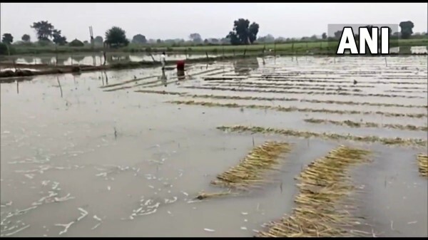 Waterlogging Cause Damage To Crops In Agricultural Fields In Mathura ...