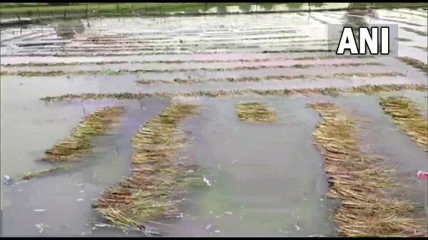 Waterlogging Cause Damage To Crops In Agricultural Fields In Mathura ...